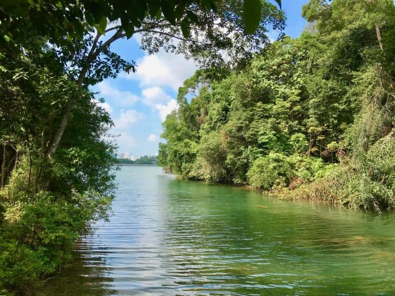 MacRitchie Reservoir Park and Treetop Walk | A Zest For Travel